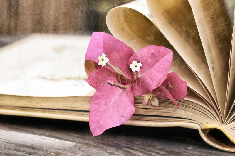 Vintage Pages of a Book with Flower/ Nostalgic Vintage Style Stock ...
