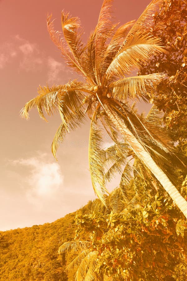 Vintage Palm Trees Background Stock Image - Image of summer, palm ...