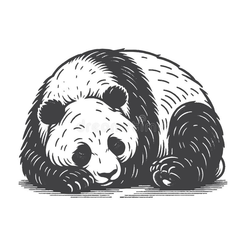 Vintage Panda Sleeping Peacefully Engraved Illustration. Stock Vector ...