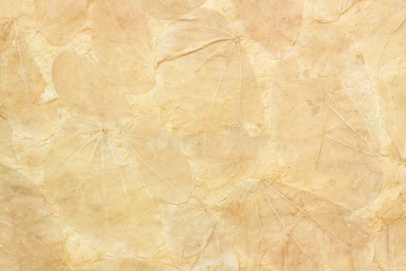 Vintage paper dry leaf stock image. Image of faded, fall - 21900535