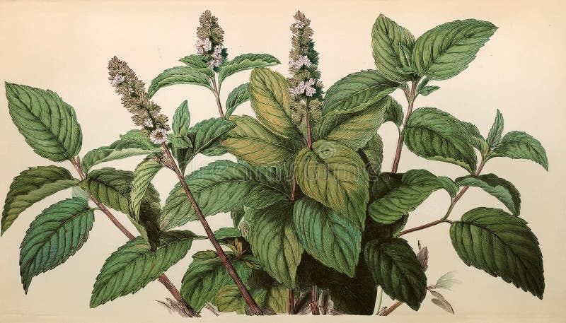 Vintage Peppermint Illustration, AI Generated Stock Illustration ...