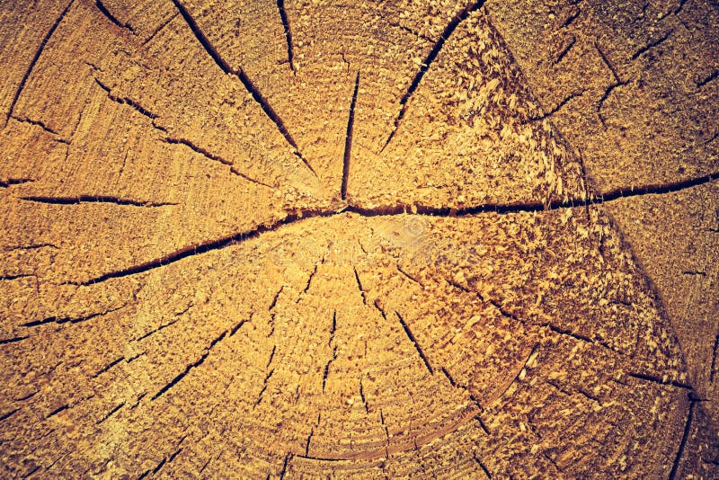 Sliced tree stock image. Image of lumber, rough, ground - 52566941