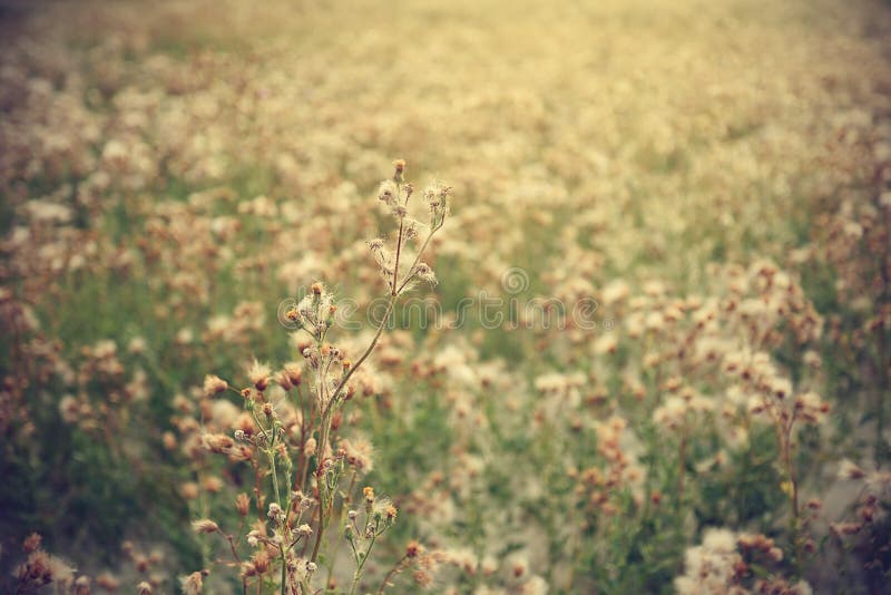 Vintage photo of a field stock photo. Image of retro - 58466198