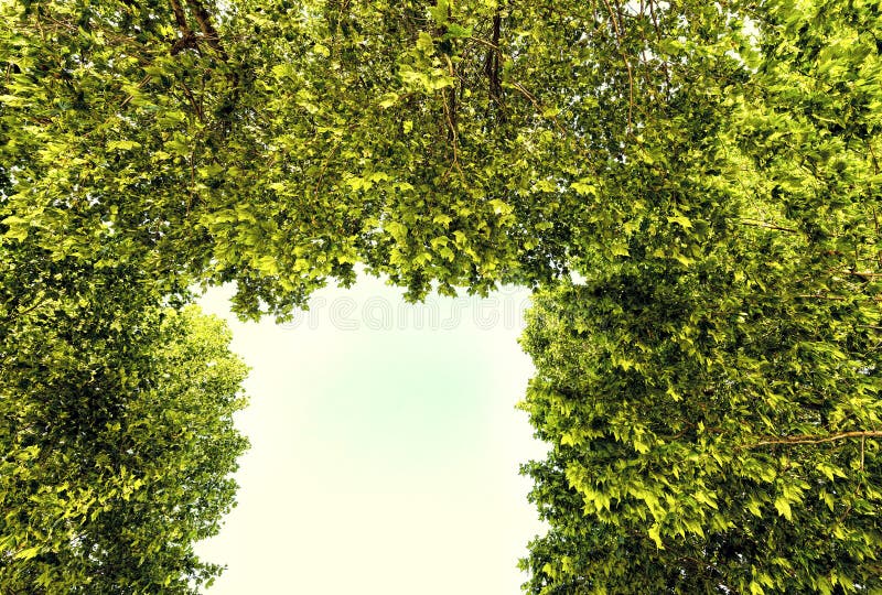Vintage Photo of Framing Trees Stock Image - Image of grass, tree: 67642381