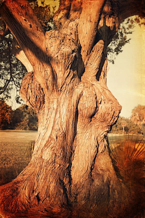Vintage photo of old tree stock photo. Image of bole - 27806986