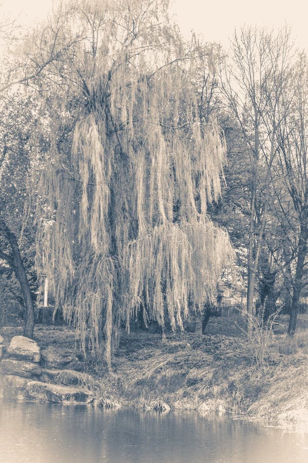 Vintage photo park stock photo. Image of retro, background - 92385624