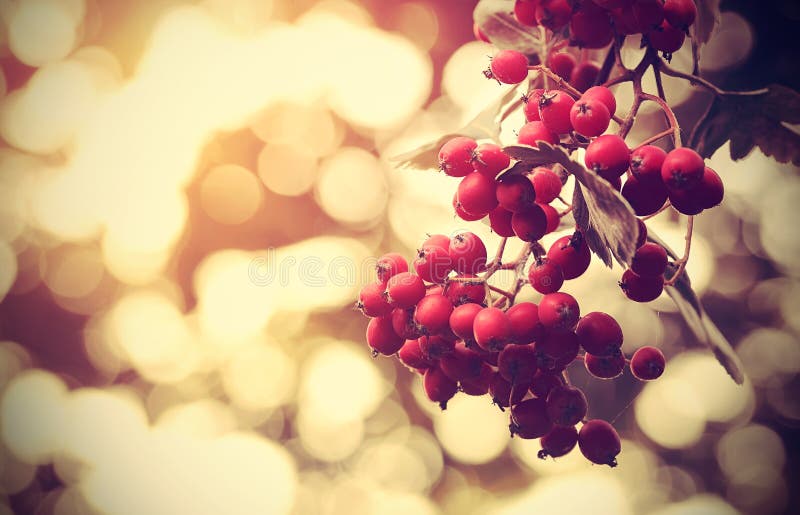 Magic forest stock image. Image of berry, forest, berries - 2497623