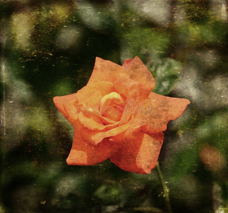 Vintage Photo of a Rose Flower Stock Photo - Image of effect, rose ...