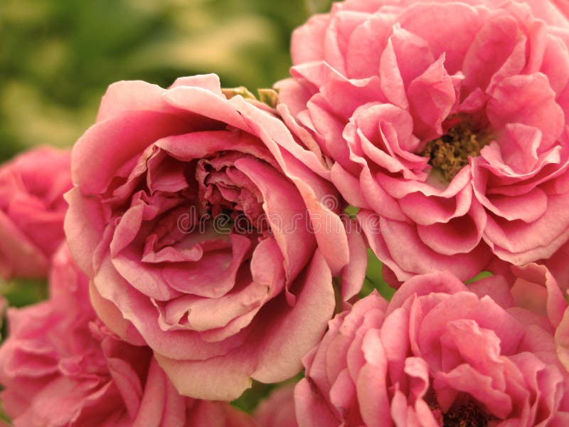 Vintage photo with roses stock image. Image of digital - 57182709