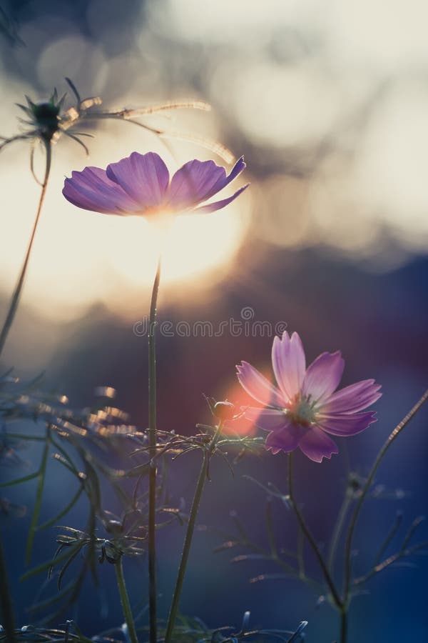 Vintage Pink Cosmos on Field in Sunset Stock Image - Image of vintage ...