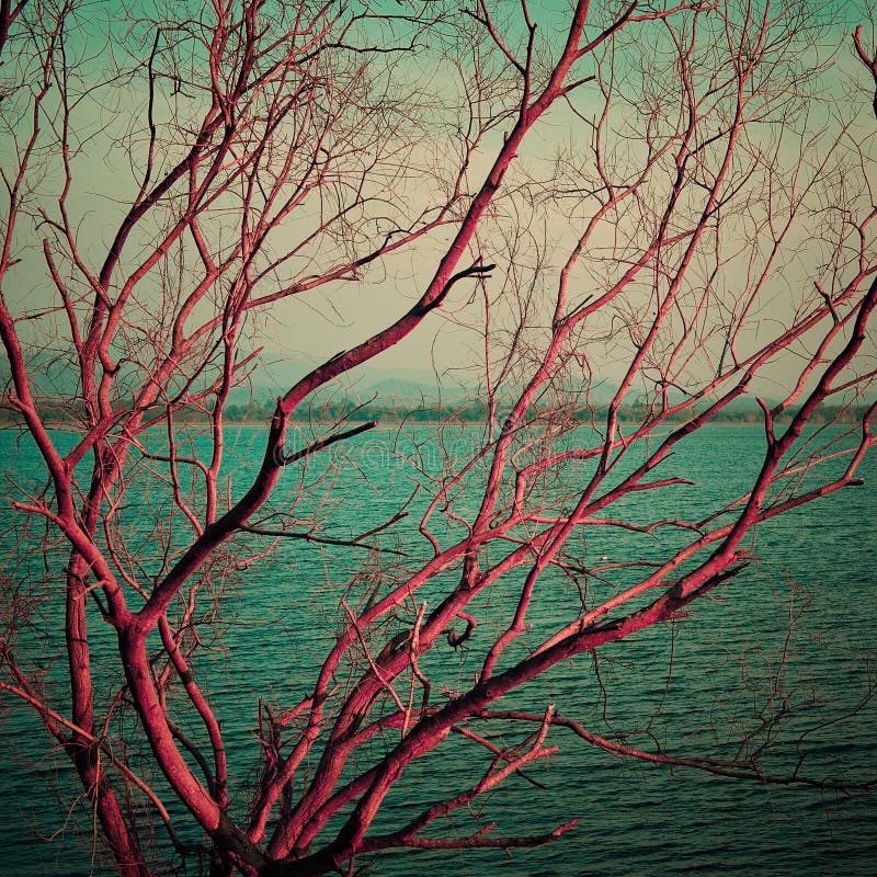 Vintage Pink Dry Tree at Lake Stock Photo - Image of outdoor, instagram ...
