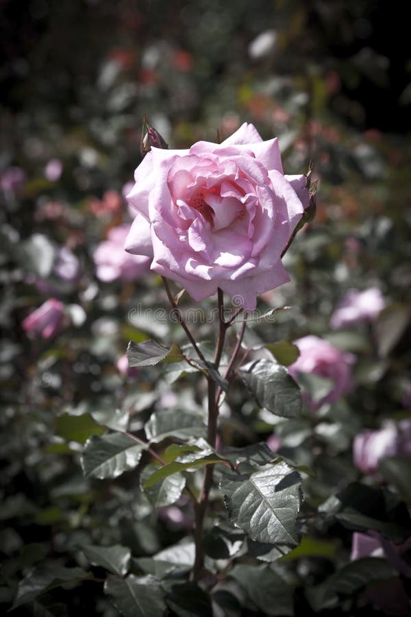 Vintage Pink Rose stock image. Image of nostalgic, classic - 21905383