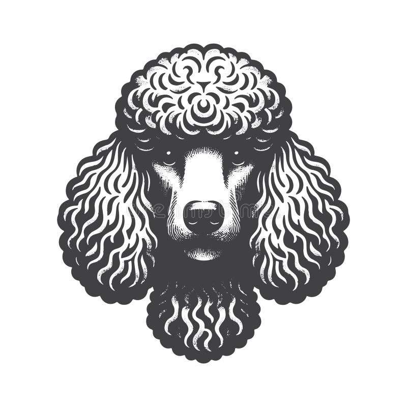 Vintage Poodle Head Front View Elegant Engraved Vector Illustration ...