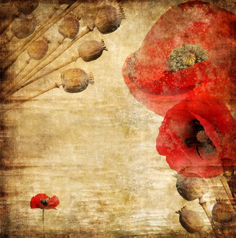 Vintage poppy stock illustration. Illustration of aged - 5279333