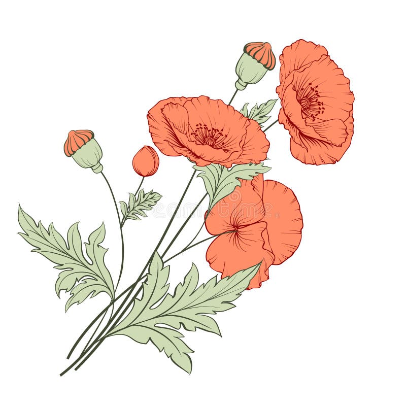 Vintage Poppy Stock Illustration Illustration Of Aged 5279333