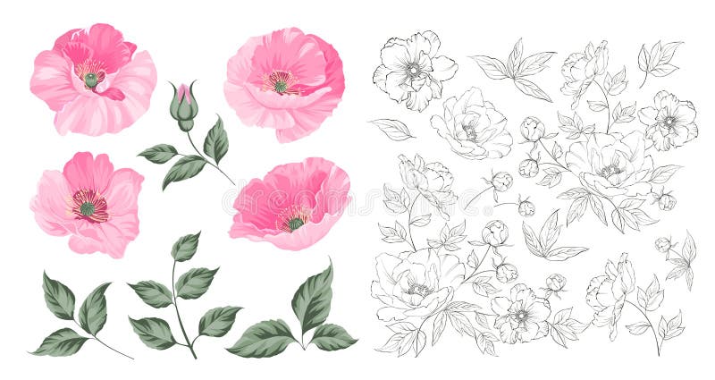 Poppy Hand Drawn Stock Illustrations 13 021 Poppy Hand Drawn Stock