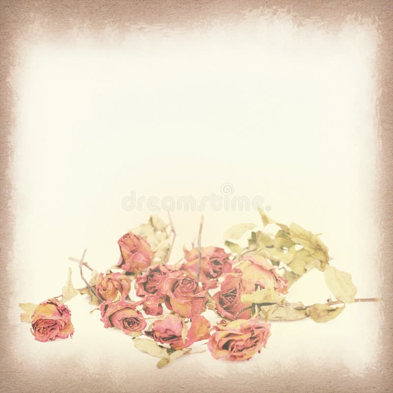 Vintage Postcard, Withered Roses and Petals, Soft Light on Old Paper ...