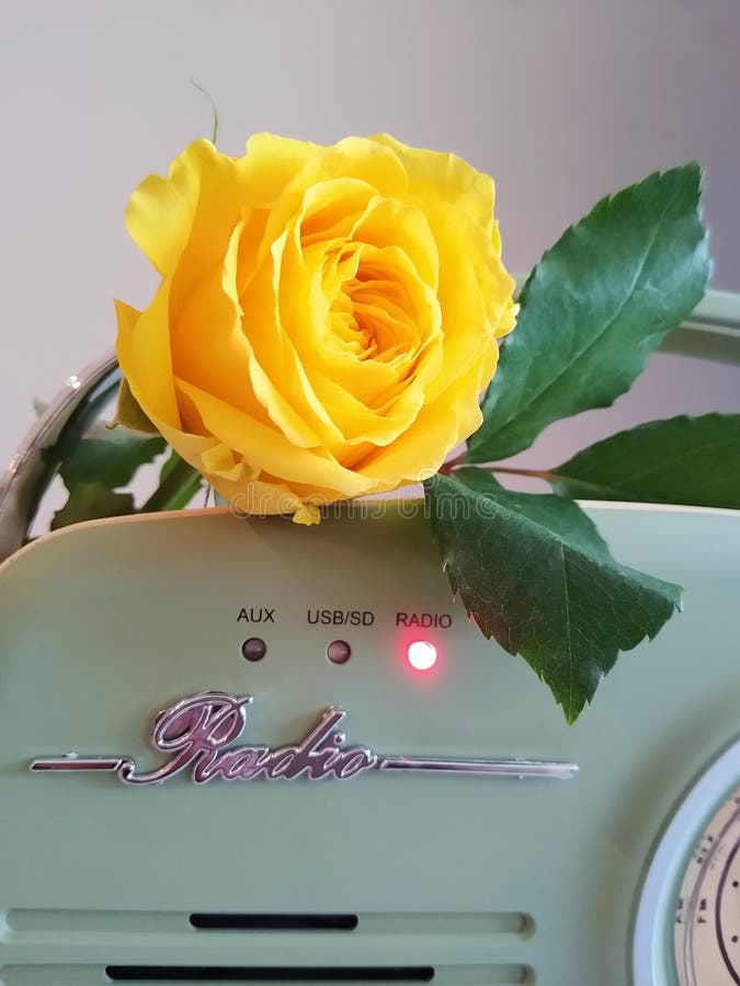 Radio Roses Stock Photos - Free & Royalty-Free Stock Photos from Dreamstime