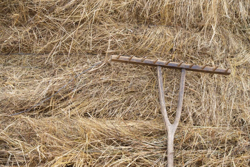 A Vintage Rake Lies on the Straw Stock Image - Image of metal, growth ...