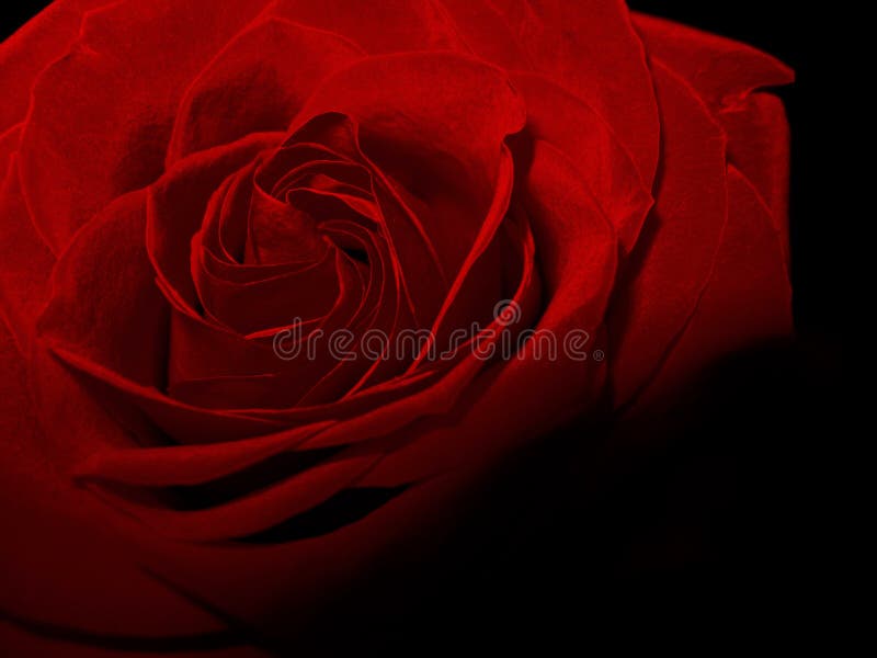 Vintage Red Rose Flower Shadow Dark Macro Photo Stock Image - Image of ...