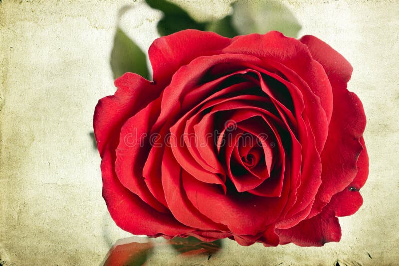 Vintage red rose stock image. Image of holiday, paper - 33606737