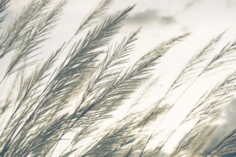 White reed field blooming stock image. Image of sunlight - 241271157