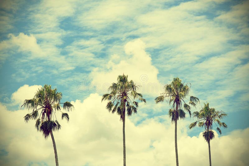 Vintage retro palm trees stock photo. Image of background - 76787056