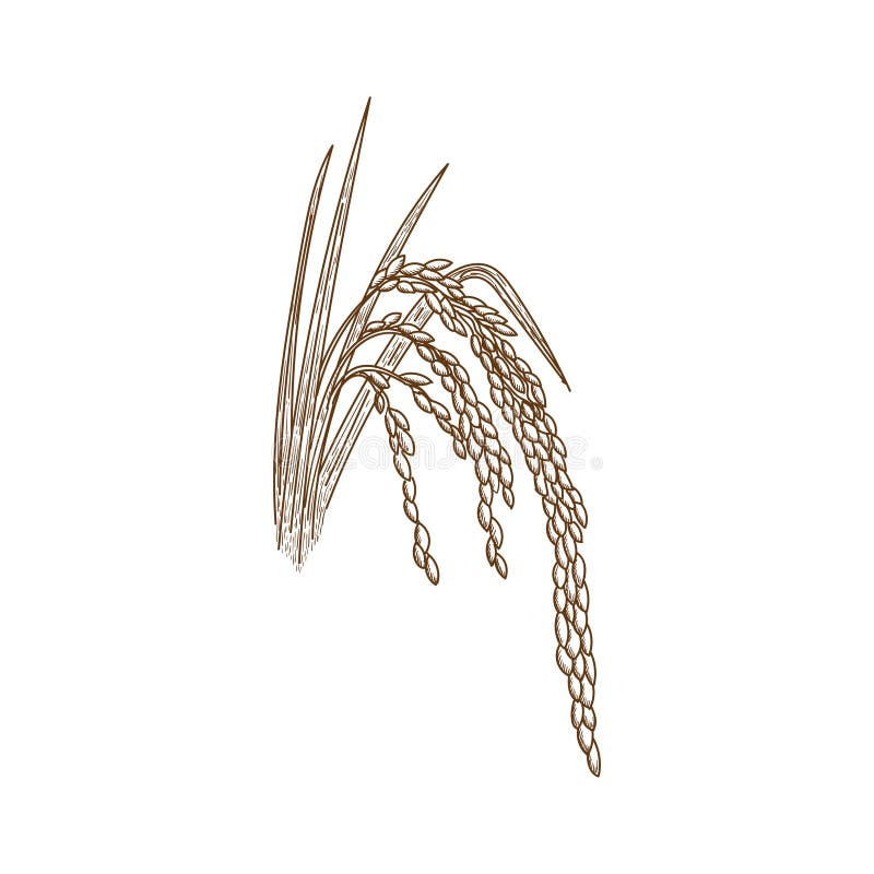 Vintage Retro Sketch Hand Drawn Rice Illustration Stock Vector ...