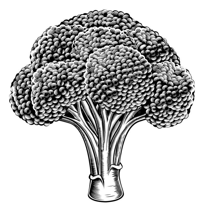 Broccoli Stock Illustrations – 55,169 Broccoli Stock Illustrations ...