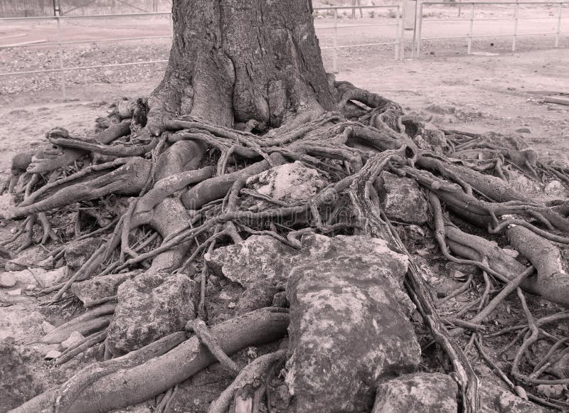 2,421 Vintage Tree Roots Stock Photos - Free & Royalty-Free Stock ...