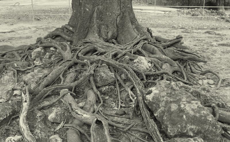2,421 Vintage Tree Roots Stock Photos - Free & Royalty-Free Stock ...