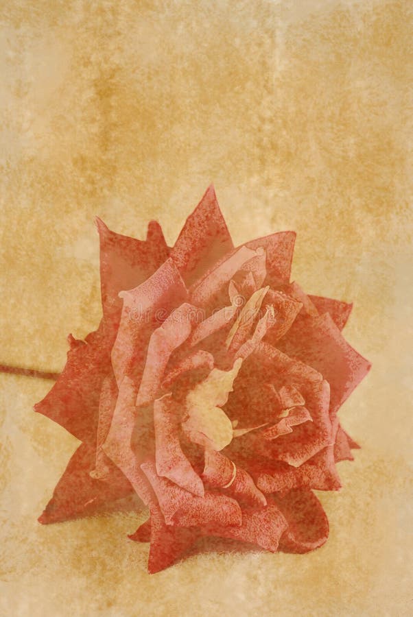 Pink Parchment Rose Design stock vector. Illustration of background ...