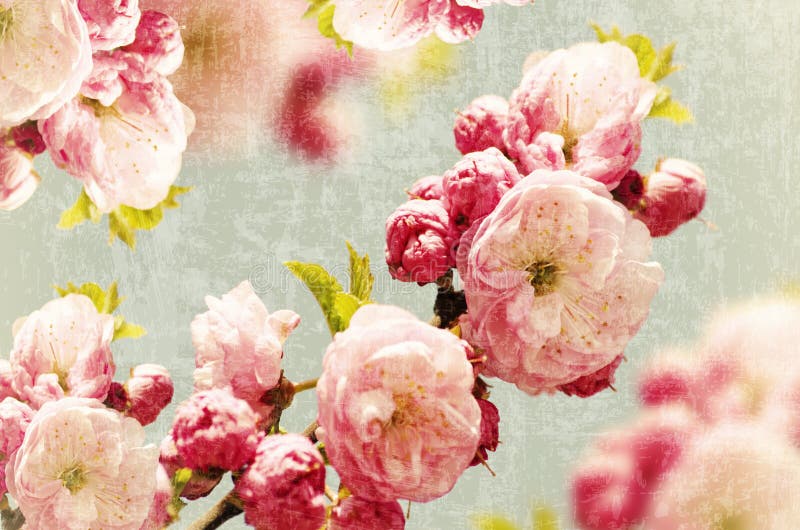 Vintage Rose Background stock photo. Image of gardening - 39494082