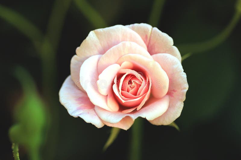 Light Pink Roses Row Border Stock Photos - Free & Royalty-Free Stock ...
