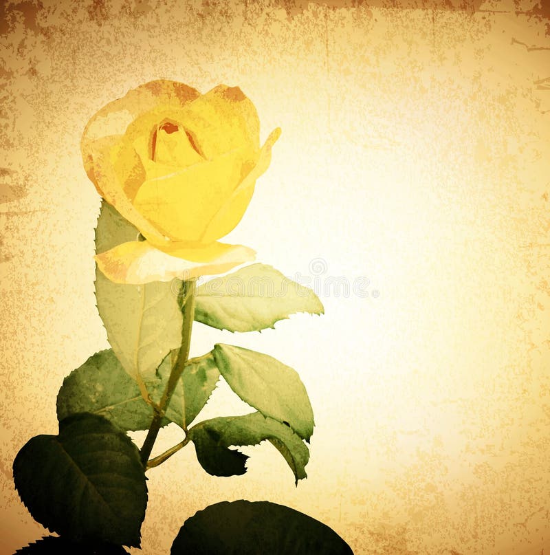 Vintage Rose stock vector. Illustration of vintage, wedding - 34585834