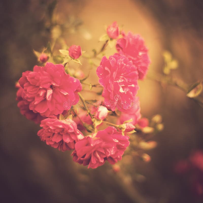 Vintage Roses stock image. Image of decorative, grain - 23349421