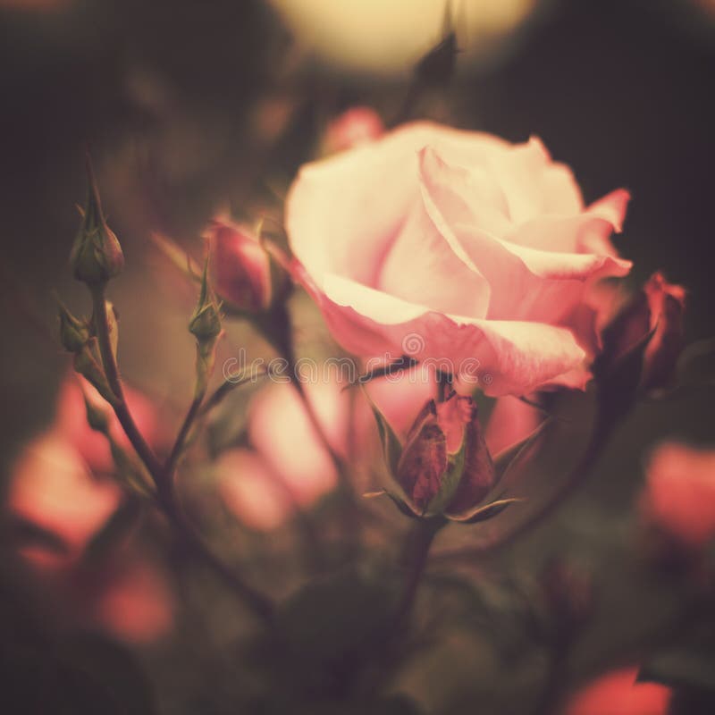 Vintage Roses stock photo. Image of ancient, abrasion - 23349562