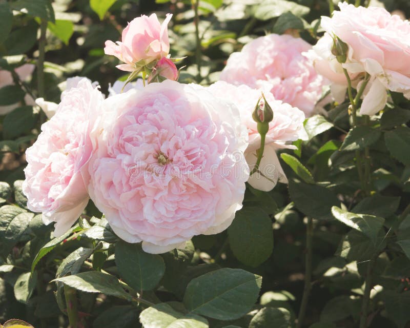 Vintage Roses stock photo. Image of blossoms, morning - 54227174