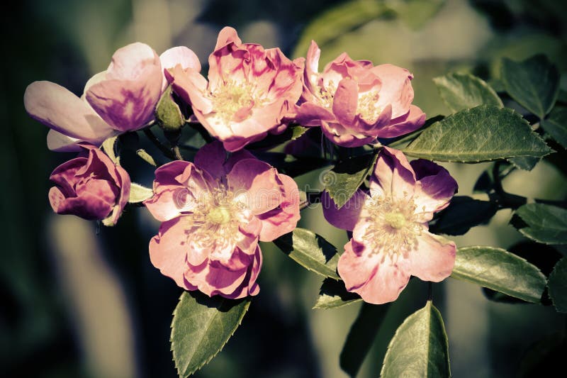 Vintage Roses stock image. Image of natural, coloured - 52861163