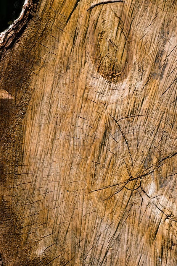 Vintage Rough Texture of Old Sawn Tree Trunk, Close-up, Macro Stock ...