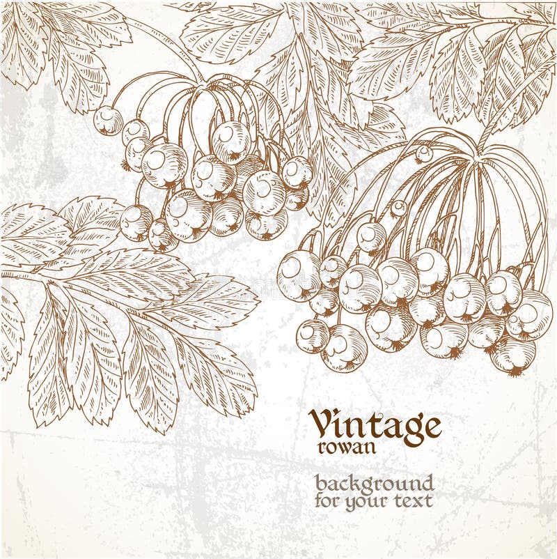 Vintage rowan background stock vector. Illustration of floral - 188921313