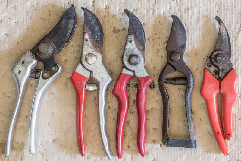 Vintage Rusty Pruning Shears - Stock Image Stock Image - Image of ...