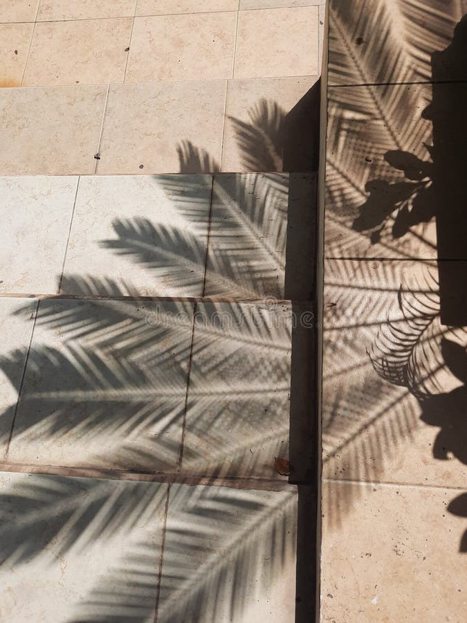 Vintage shadow of flower stock photo. Image of shadow - 210677886