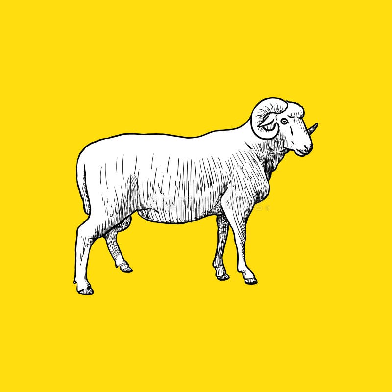 Vintage Sheep Side. Sketch and Drawing Style. Stock Vector ...