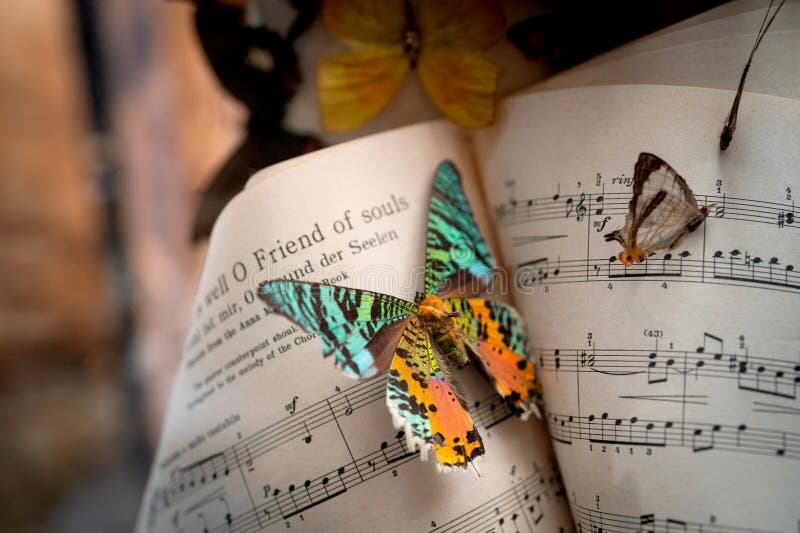 Vintage Sheet Music Pages with Butterflies Stock Photo - Image of piano ...