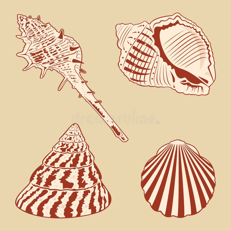 Seashells stock vector. Illustration of symbol, sharp - 30493622
