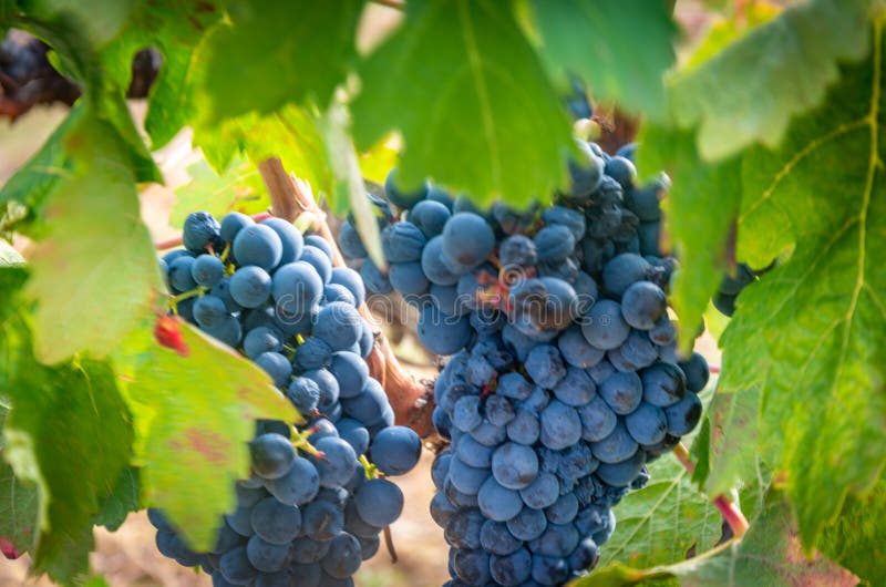 Vintage in spain stock photo. Image of vintage, leaves - 198200412