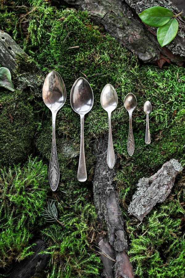 Vintage Spoons of Different Sizes on a Bed of Moss and Bark. Flat Lay ...