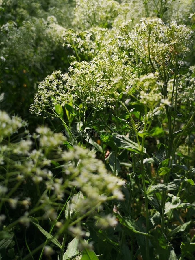 Vintage spring frame stock image. Image of natural, daytime - 169185305