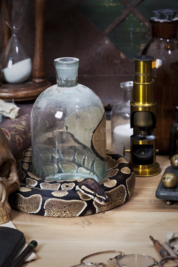 Vintage Still Life with Royal Python Stock Image - Image of vertical ...